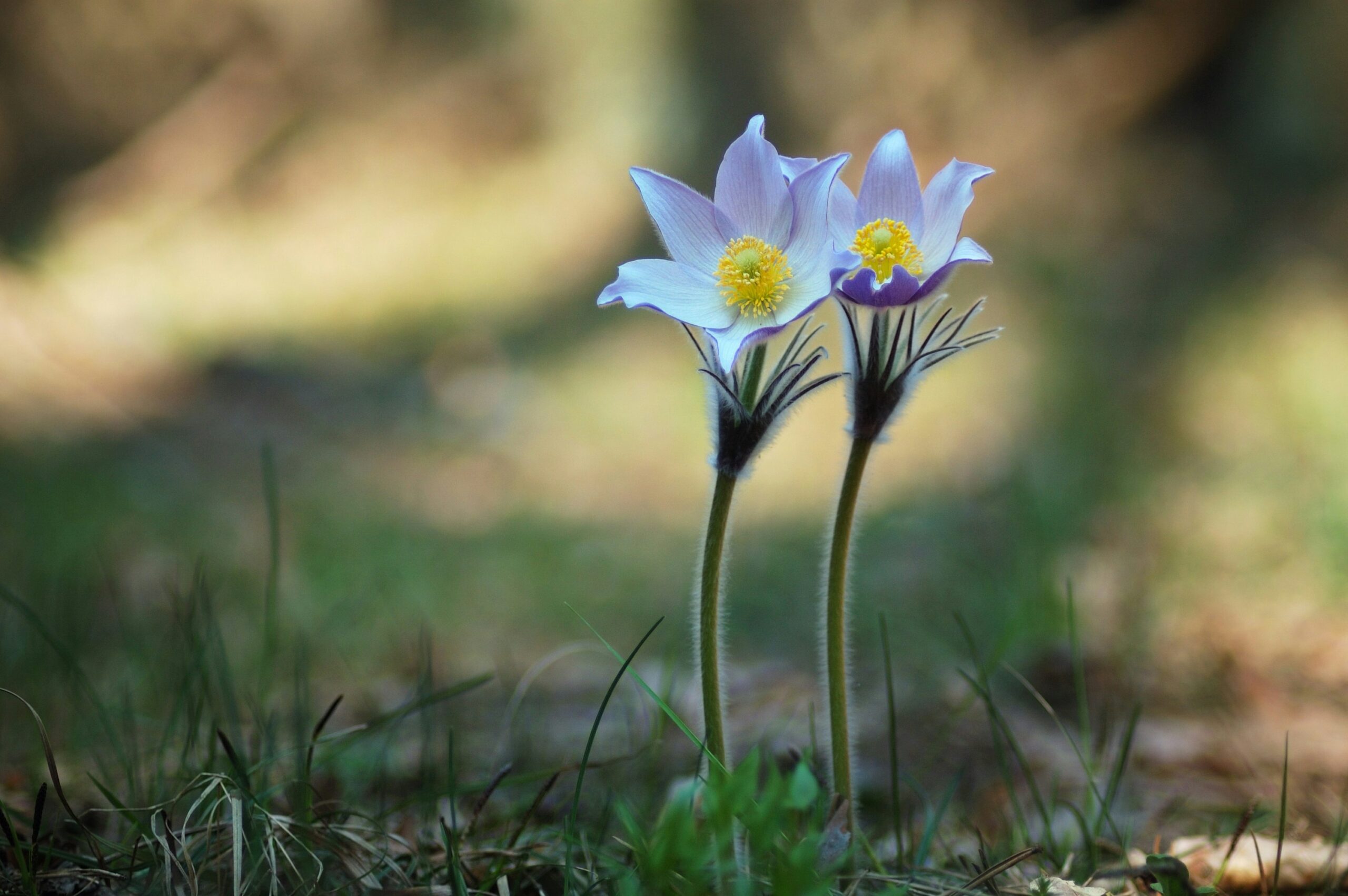 Hertfordshire LNRS Consultation now open - HIDB